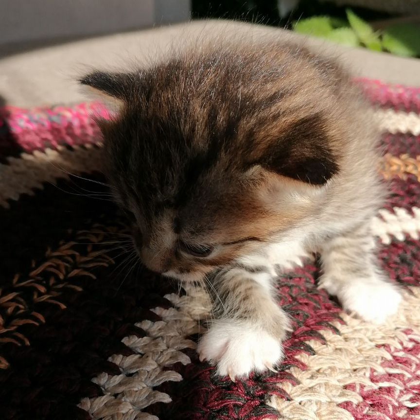 Котёнок в добрые руки