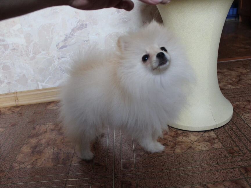 Померанский мини шпиц, девочка РКФ