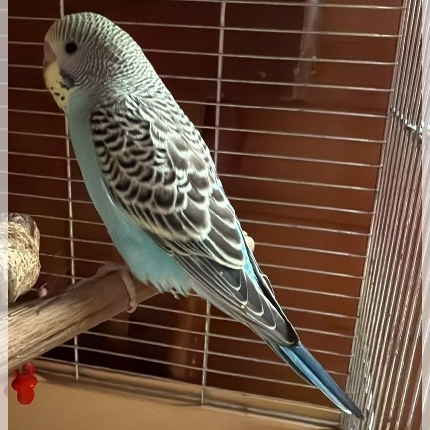 Попугай волнистый 2 месяца