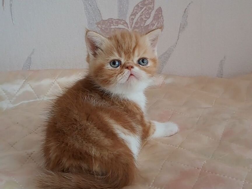 Котёнок экзотик короткошерстная