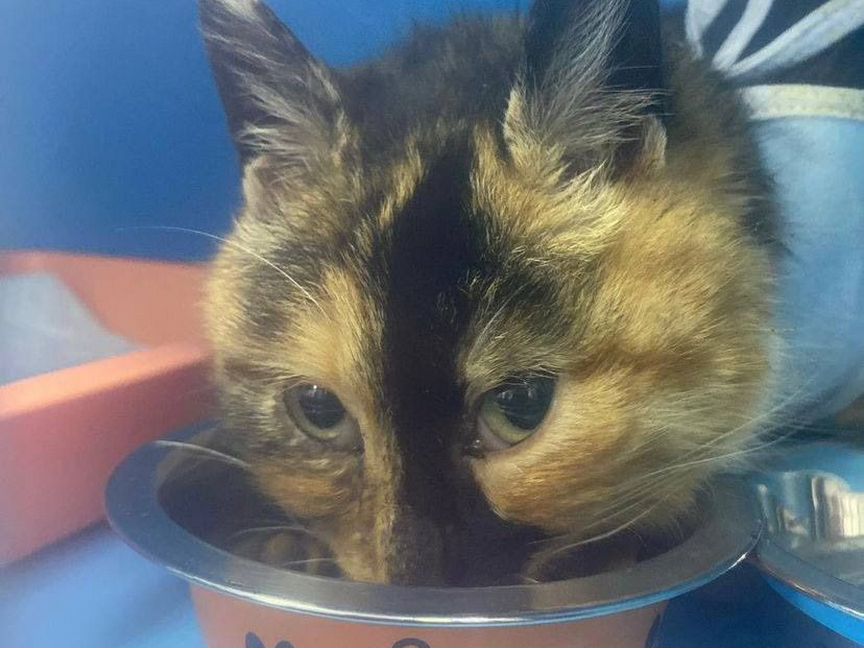 Снова окажется на улице трехцветная кошка