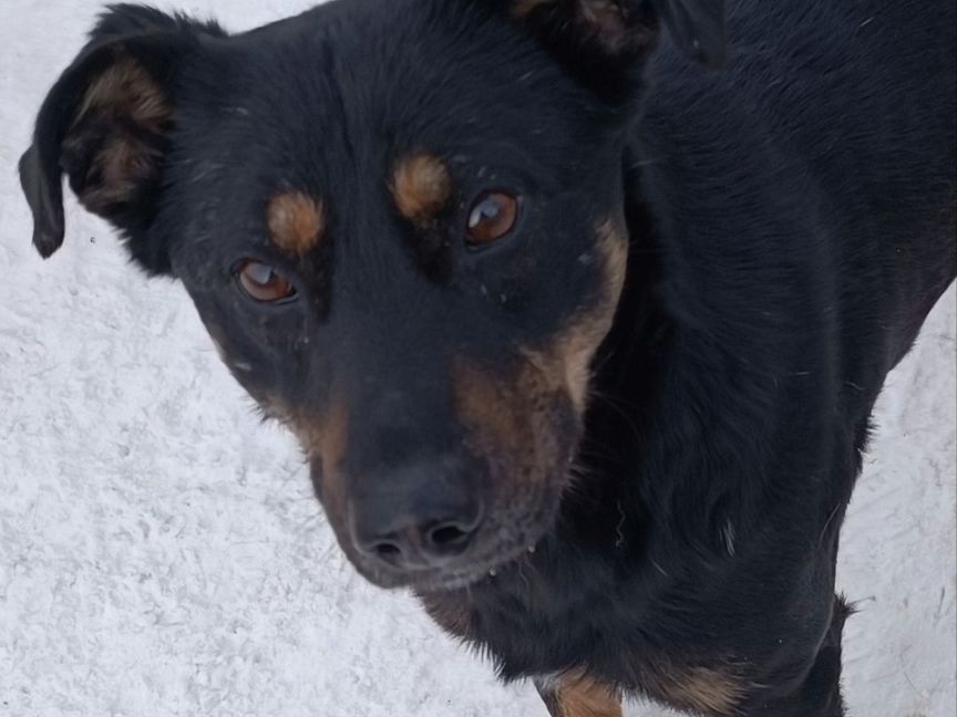 Классный пёсик в добрые руки