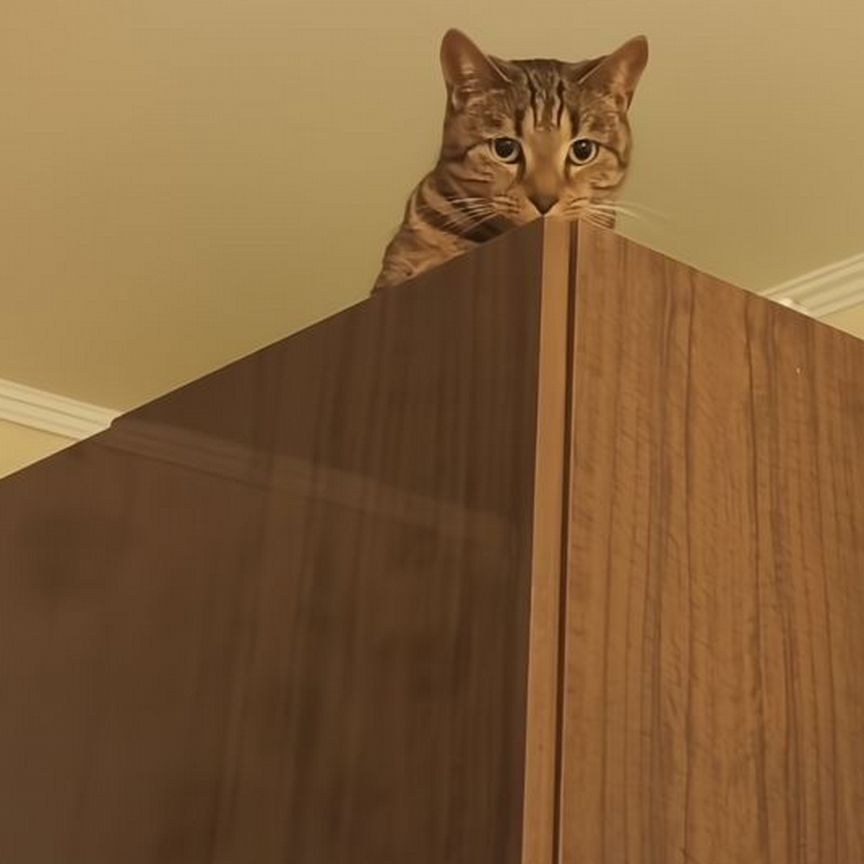 Взрослая, кошка в добрые руки