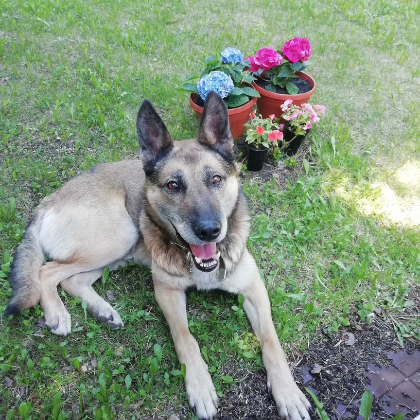 Вязка овчароида