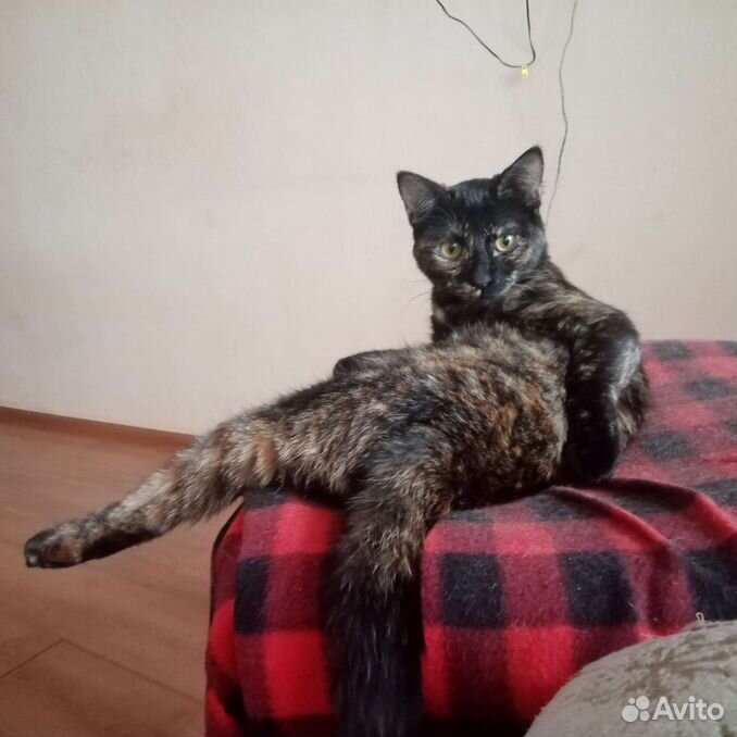 Кошка Машка