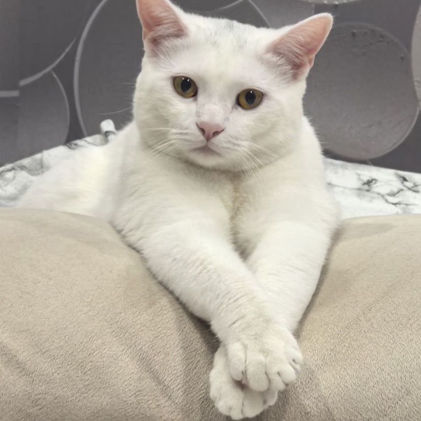 Взрослый кот в добрые руки