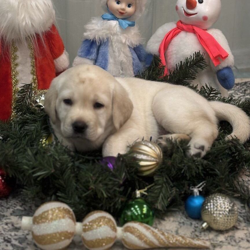 Лабрадор-ретривер, щенок