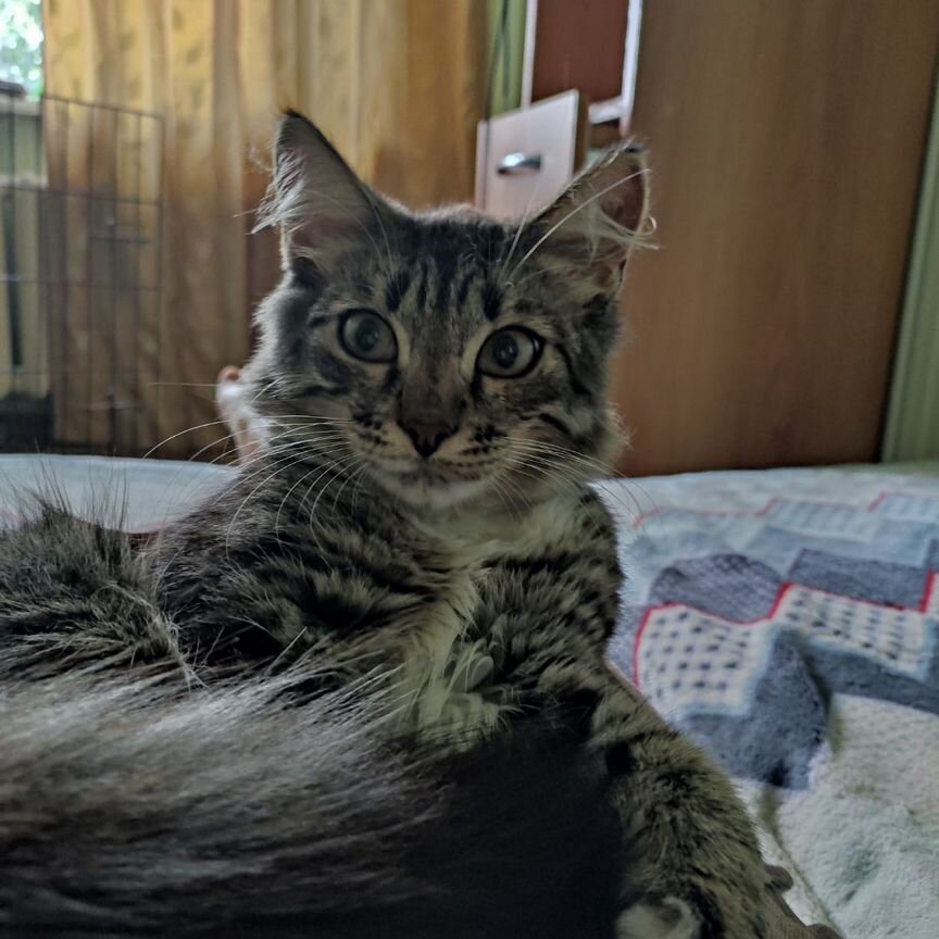 Котенок