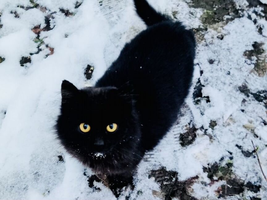 Котик-подросток ищет семью