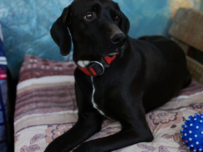 Собака в добрые руки