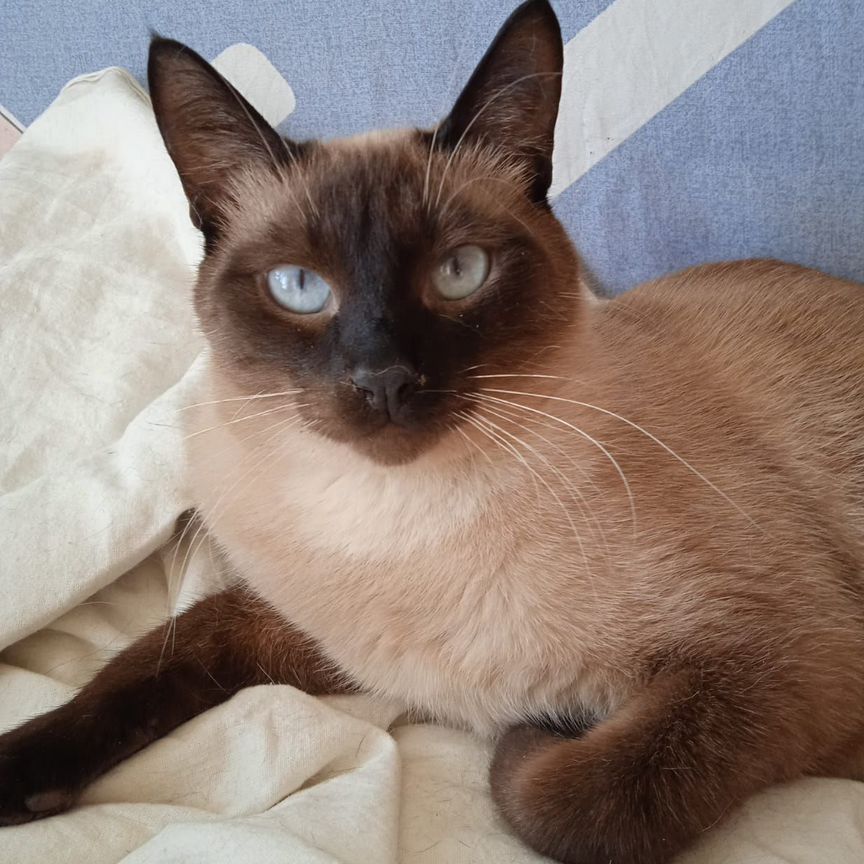 Сиамский кот, взрослый