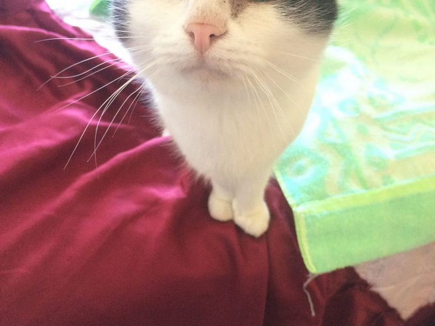 Ищем дом и заботливых хозяев для кота и кошки