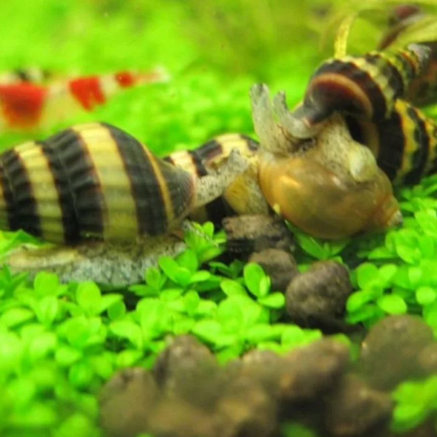 Хищные улитки Хелены