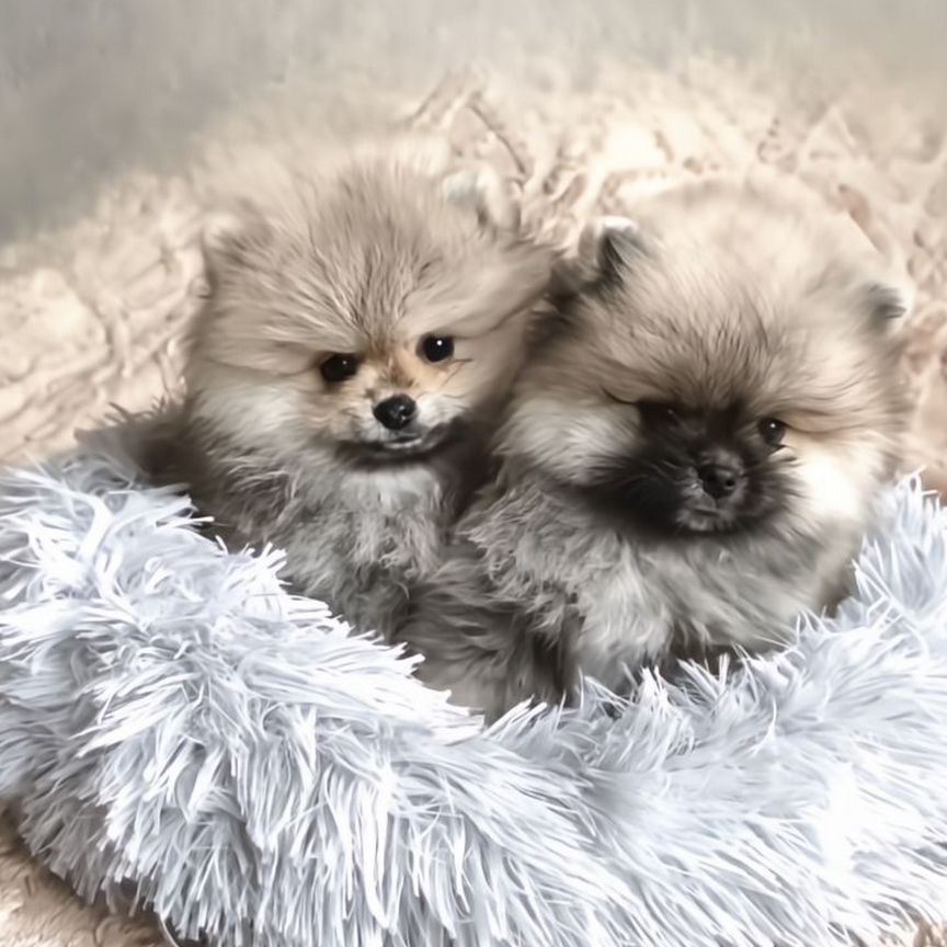 Померанский шпиц, щенок