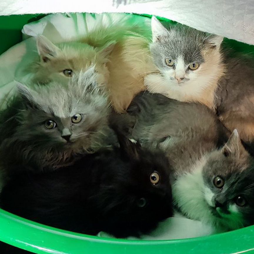 Котята в добрые руки даром