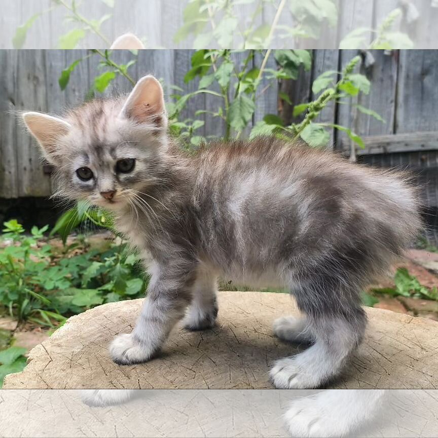 Котик в добрые руки