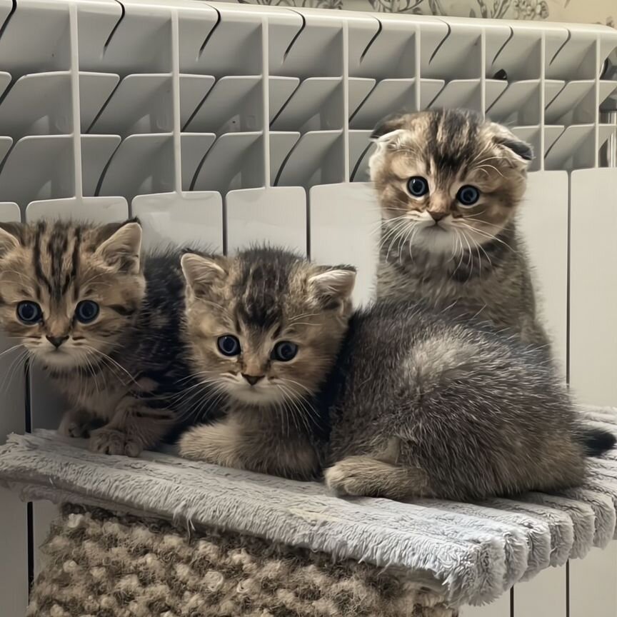 Шотландский вислоухий короткошёрстный котёнок