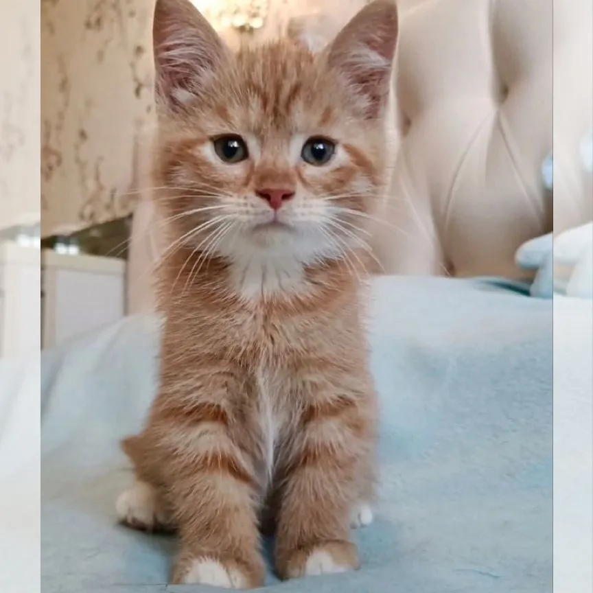 Рыжий котенок Шурик. 2 месяца