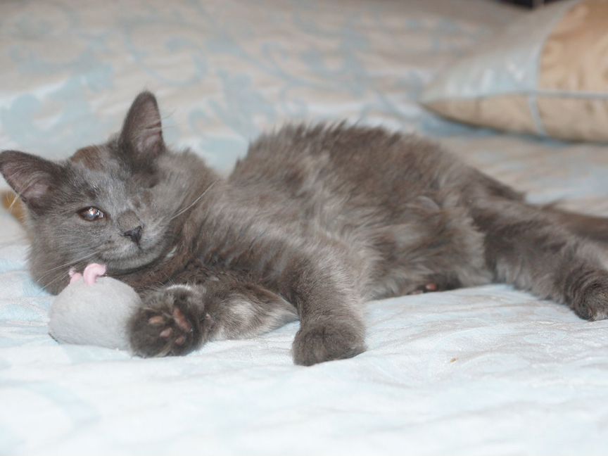 Шикарный одноглазый бутуз в добрые руки