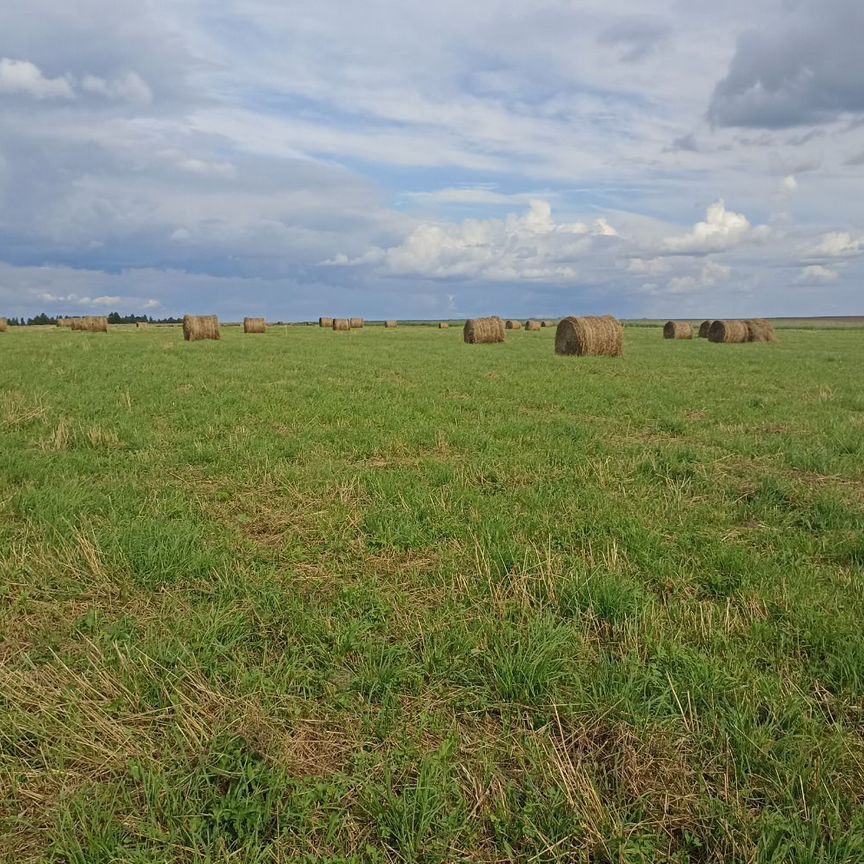 Продам сено в рулонах