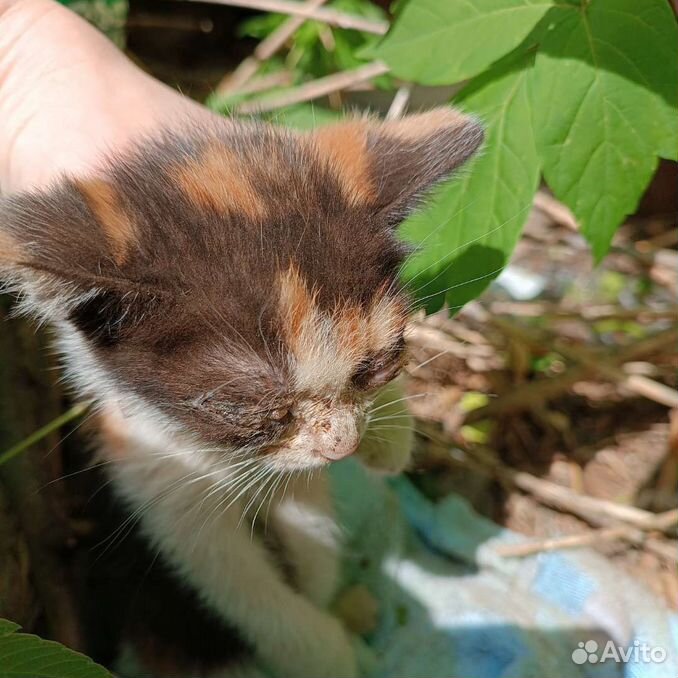 Котенок, спасённый из подвала