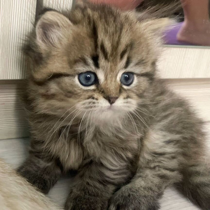 Хайленд страйт котик