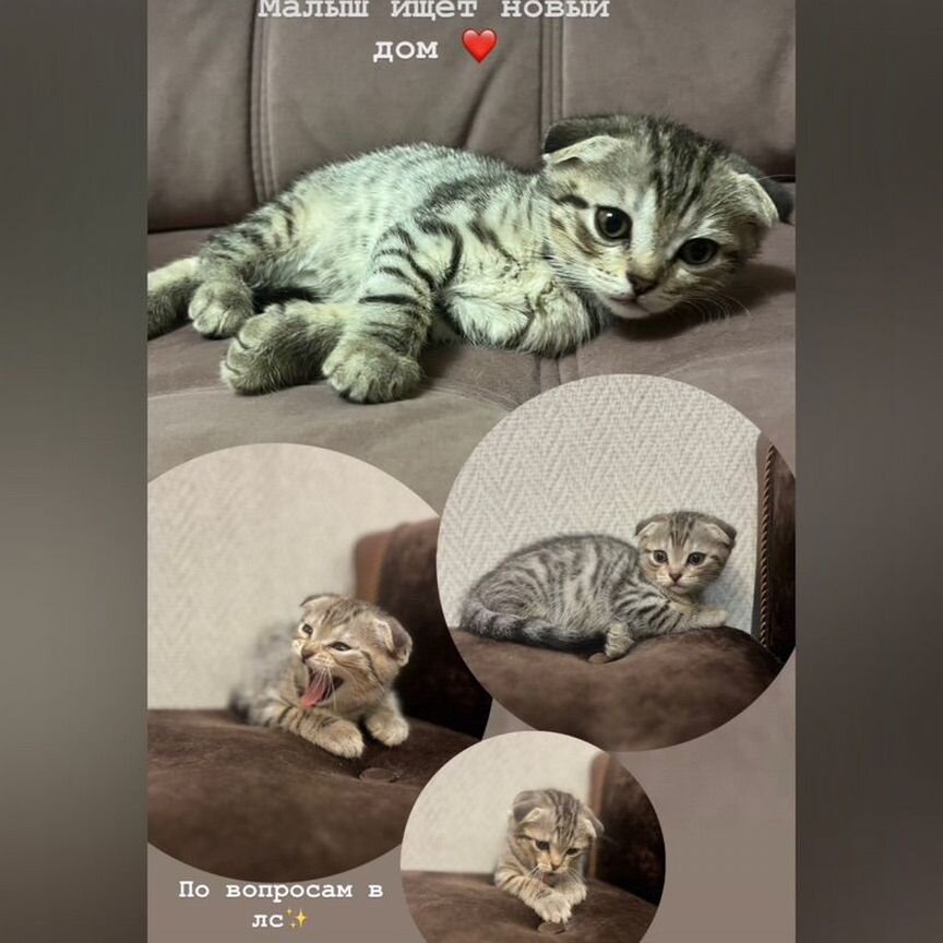 Кошки в добрые руки