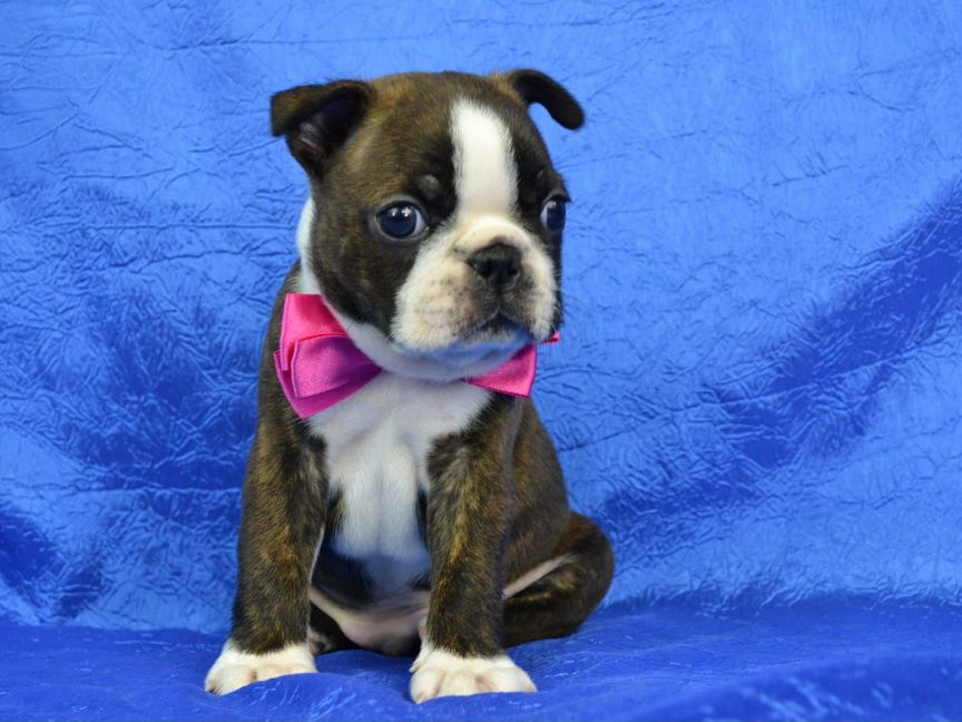 Щенки бостон терьер