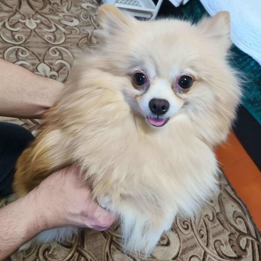 Померанский шпиц, взрослая собака