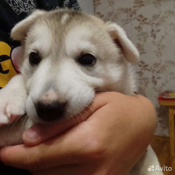 Продам щенка хаски,ему 1 месяц,мальчик