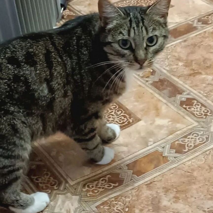 Кошечка в добрые руки