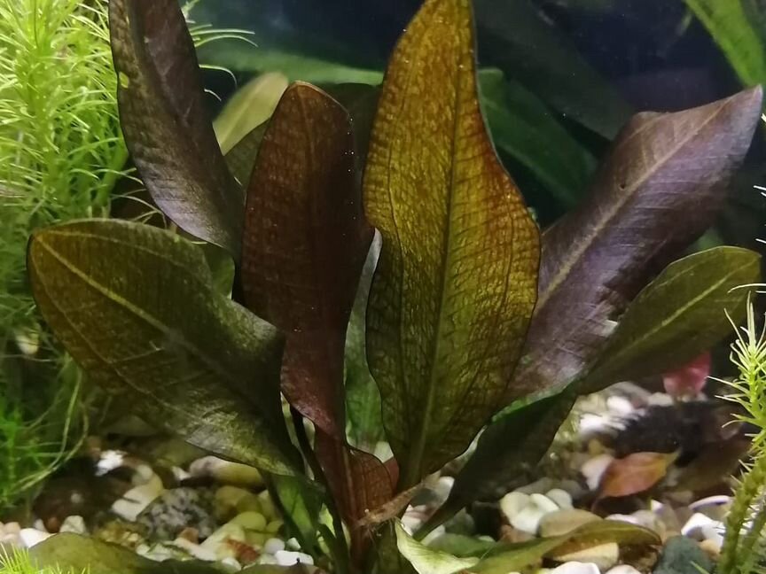 Набор растений. Эхинодорус