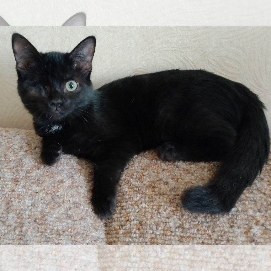 Сибирский котёнок