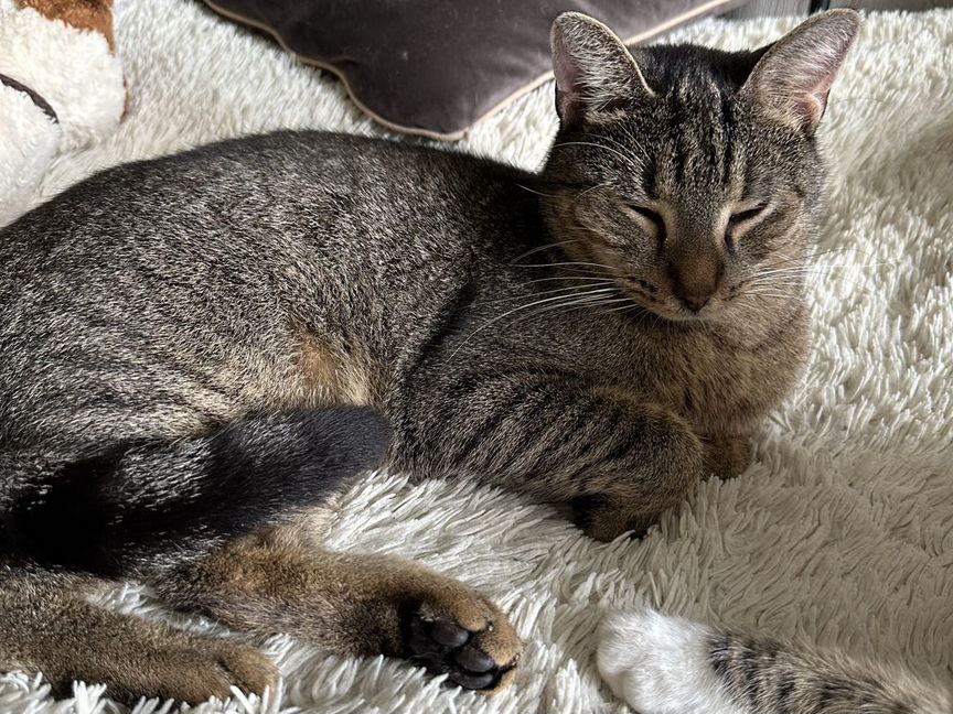 Котенок Вжик