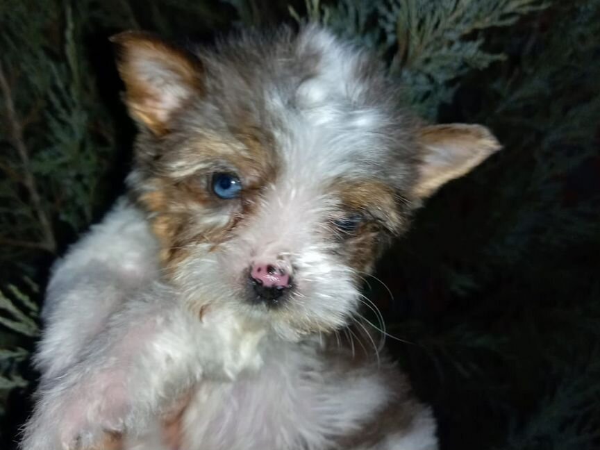 Бивер йорк мальчик с голубыми глазами