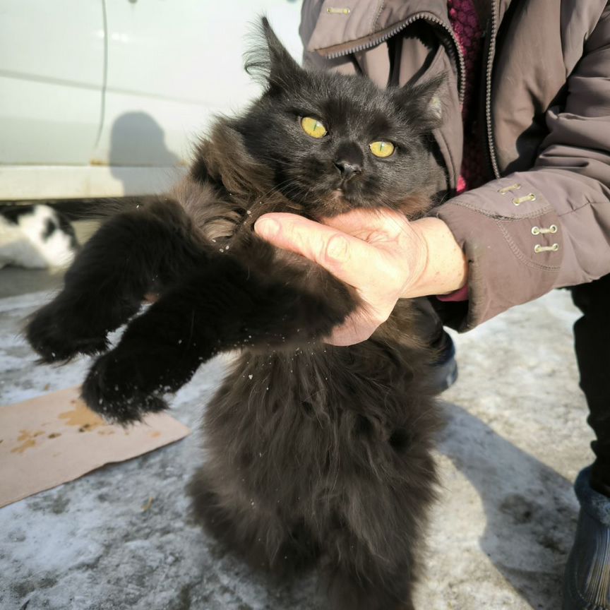 Котик, 8 месяцев