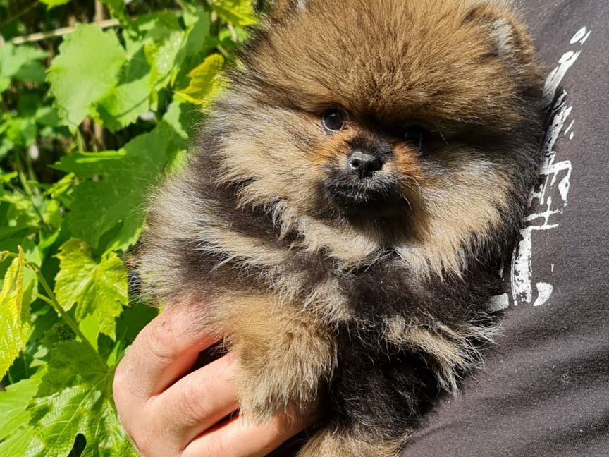 Бронь Девочка померанский шпиц