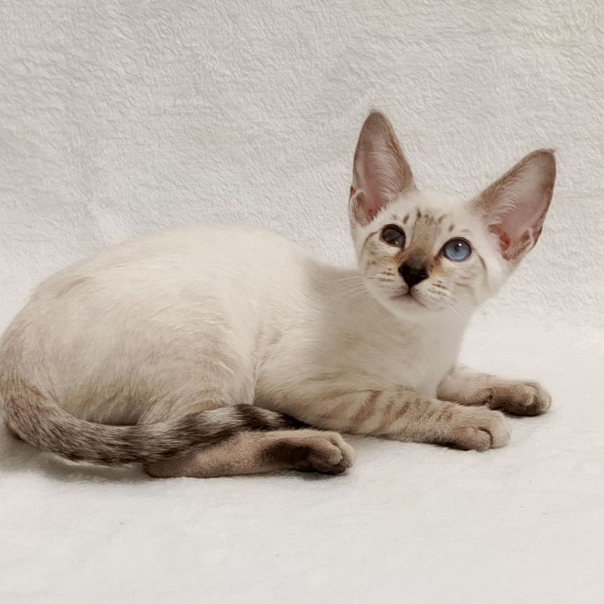 Котик серенгети F1 ориентал