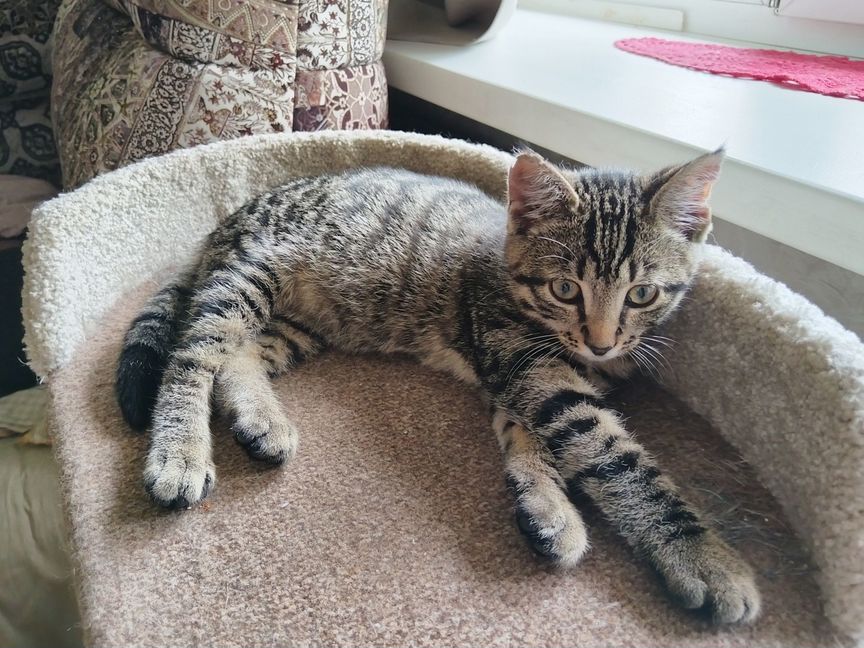 Парамон, классический полосатый котенок
