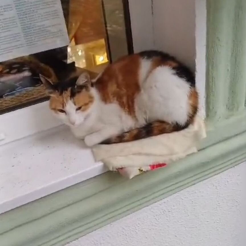 Найдена кошка