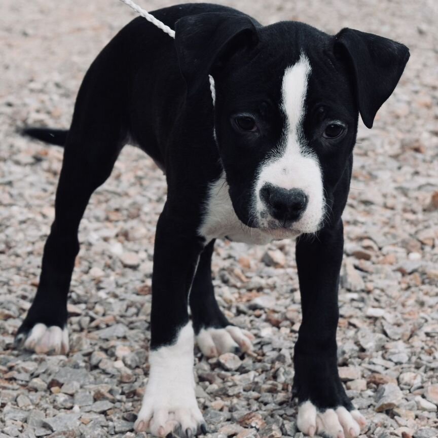 Американский стаффордширский терьер, щенок