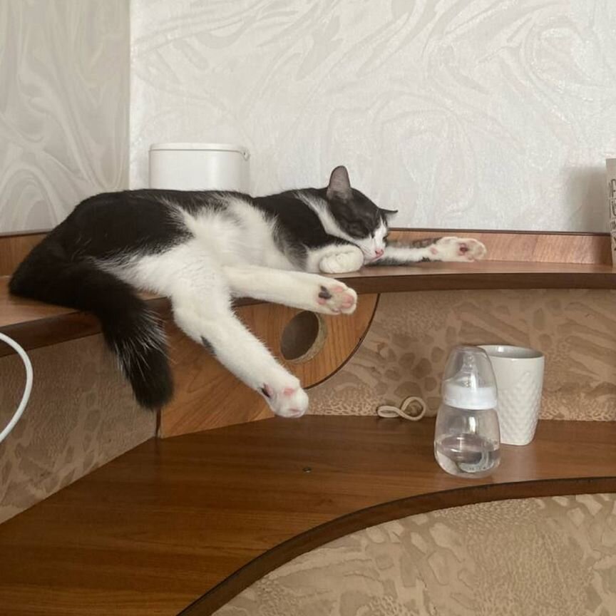 Взрослый кот в добрые руки