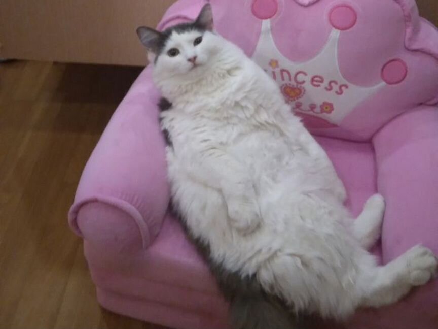 Кот Тима