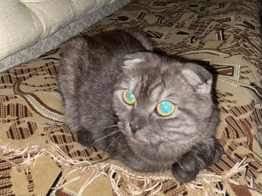 Британская веслоухая кошка