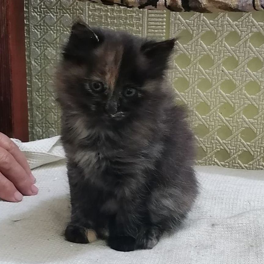 Трехцветный котенок девочка