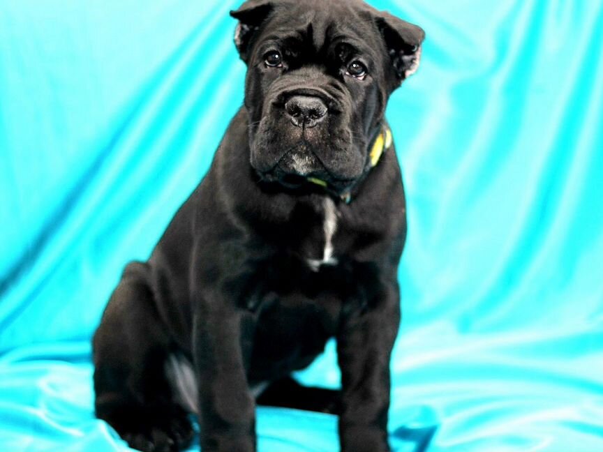 Шикарная малышка кане корсо 2 мес