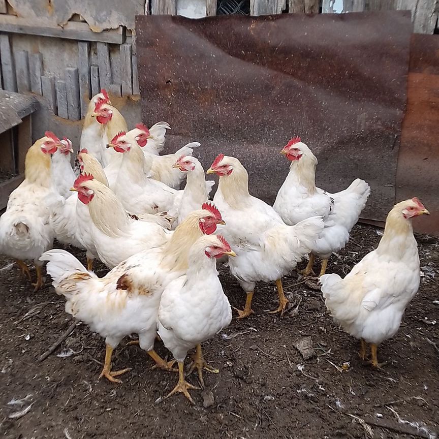 Молодые петухи