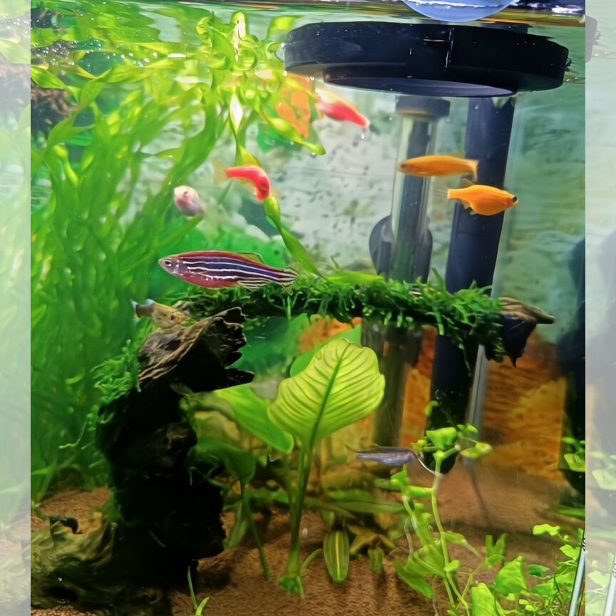 Аквариумные рыбки