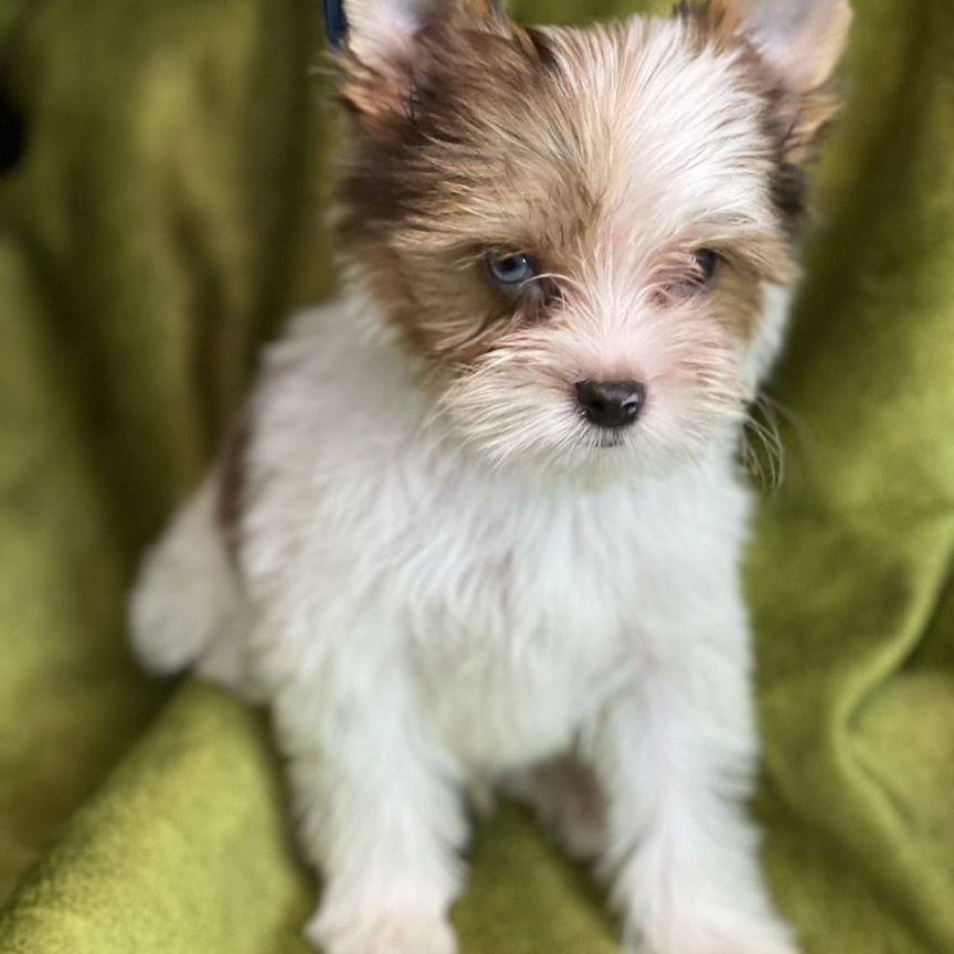 Потрясающие йорки очень породистые