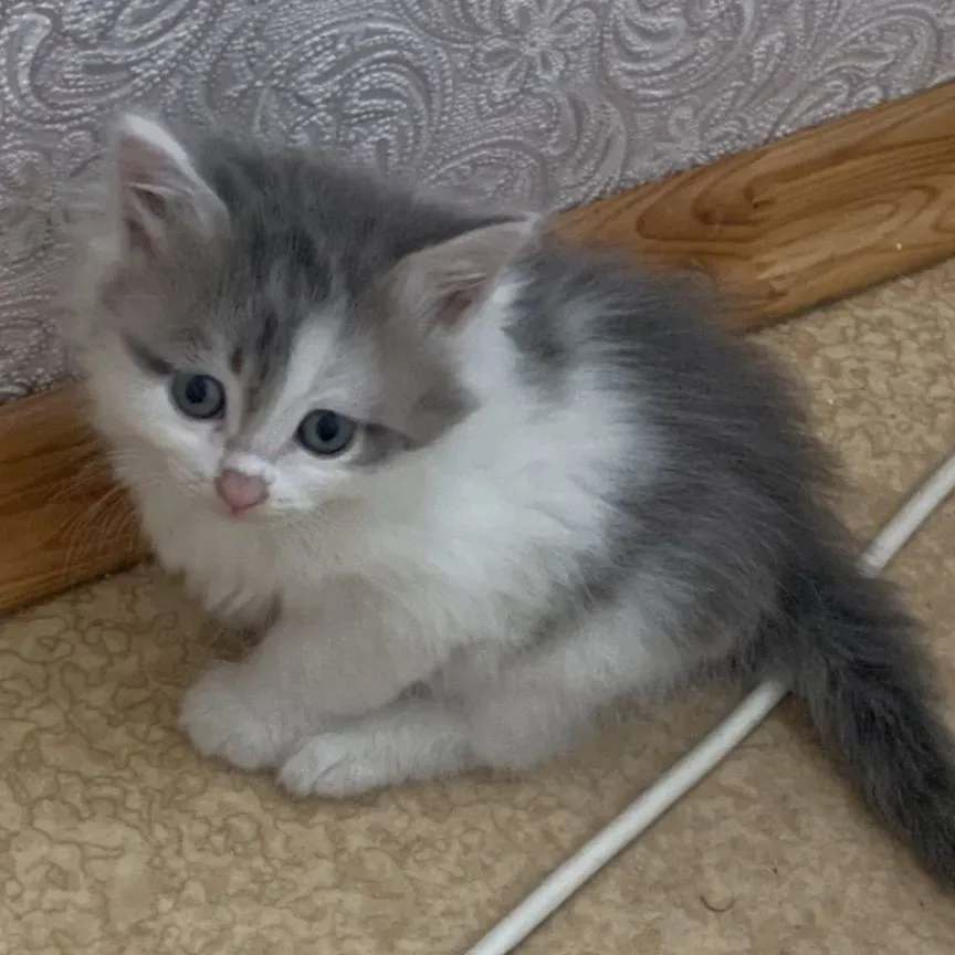 Отдам котят. Девочка и три мальчика